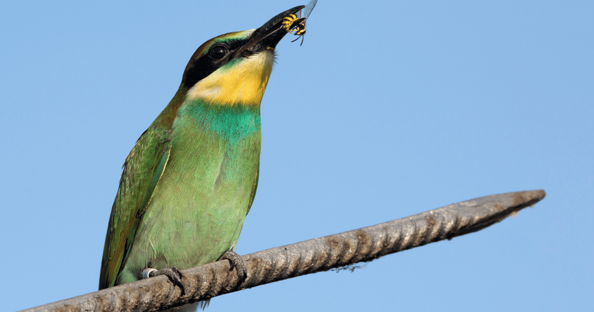 Do Birds Eat Wasps? Exploring Avian Predation on Wasp Populations ...