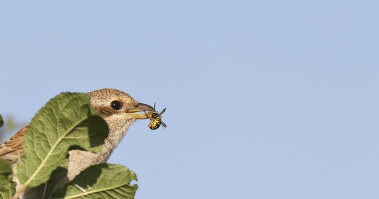 Do Birds Eat Wasps? Exploring Avian Predation on Wasp Populations ...