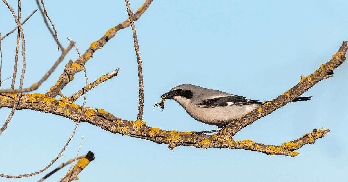 Do Birds Eat Wasps? Exploring Avian Predation on Wasp Populations ...