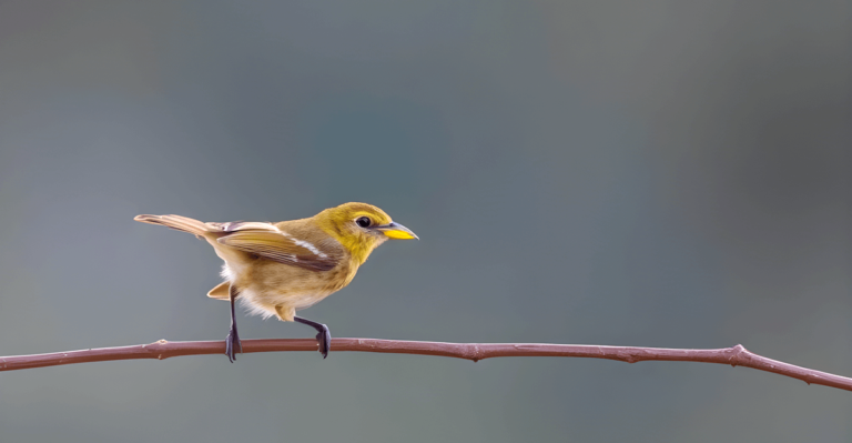 Can Birds Eat Cooked Rice? A Birdwatcher's Comprehensive Guide ...