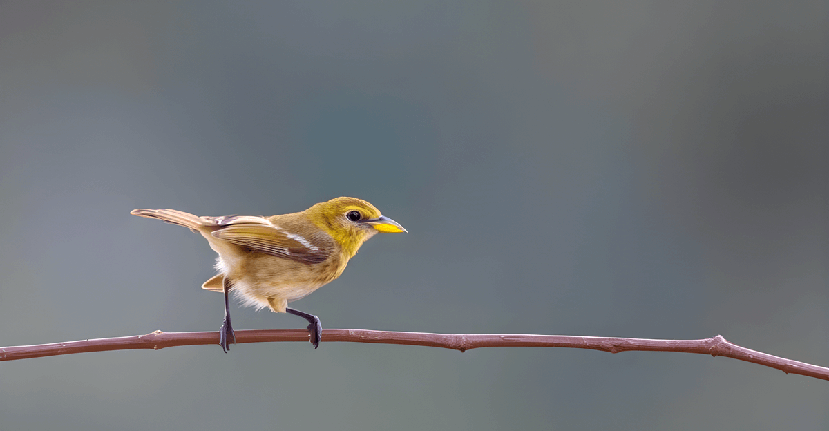 Can Birds Eat Cooked Rice? A Birdwatcher's Comprehensive Guide ...